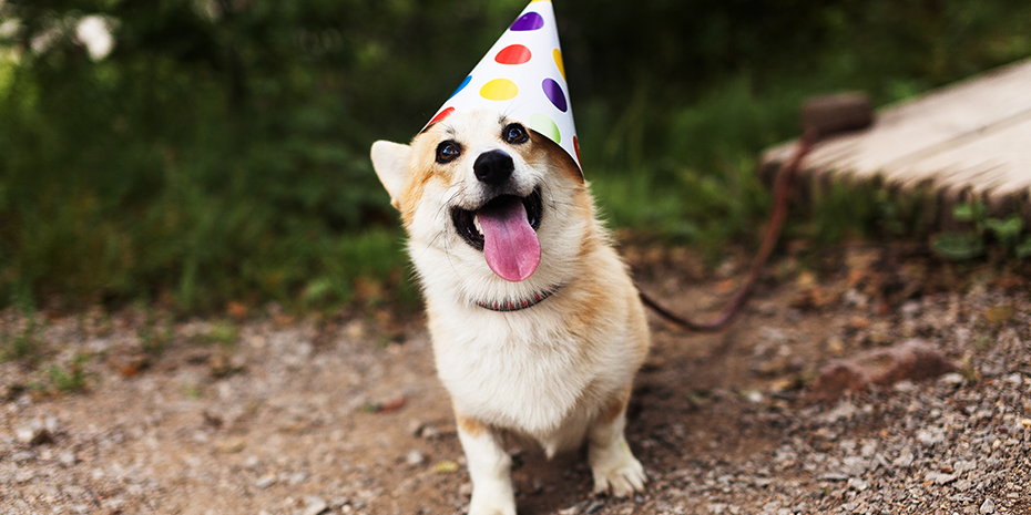 The Ultimate Pup Paw-ty Guide