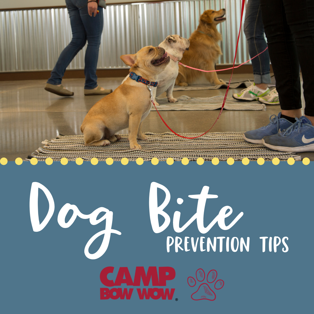 Dog Bite Prevention Tips