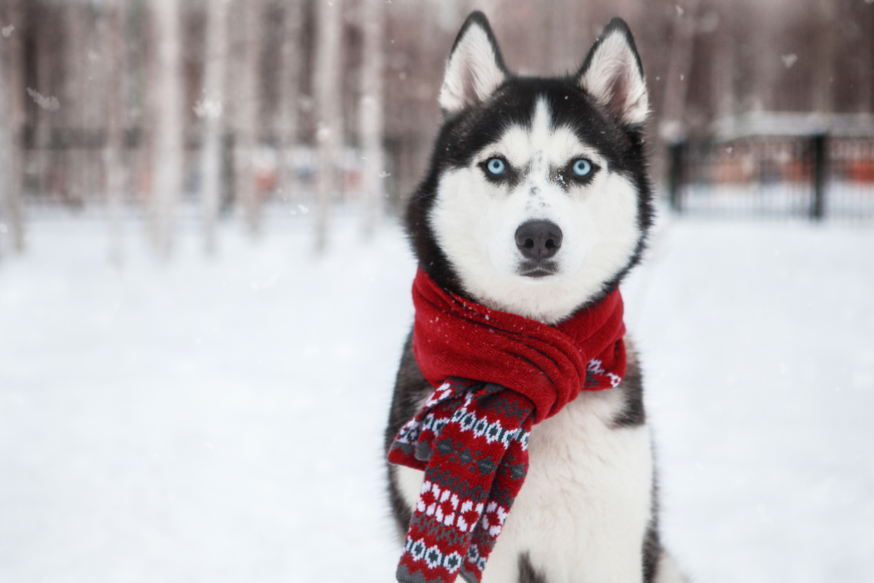 How to Keep Your Dog Warm This Winter | Camp Bow Wow