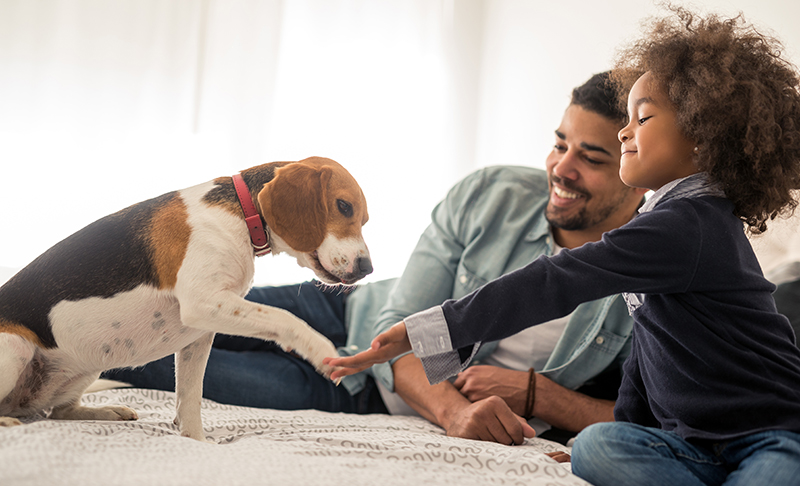 How to Be the Best Pet Parent Possible to a Newly Adopted Dog