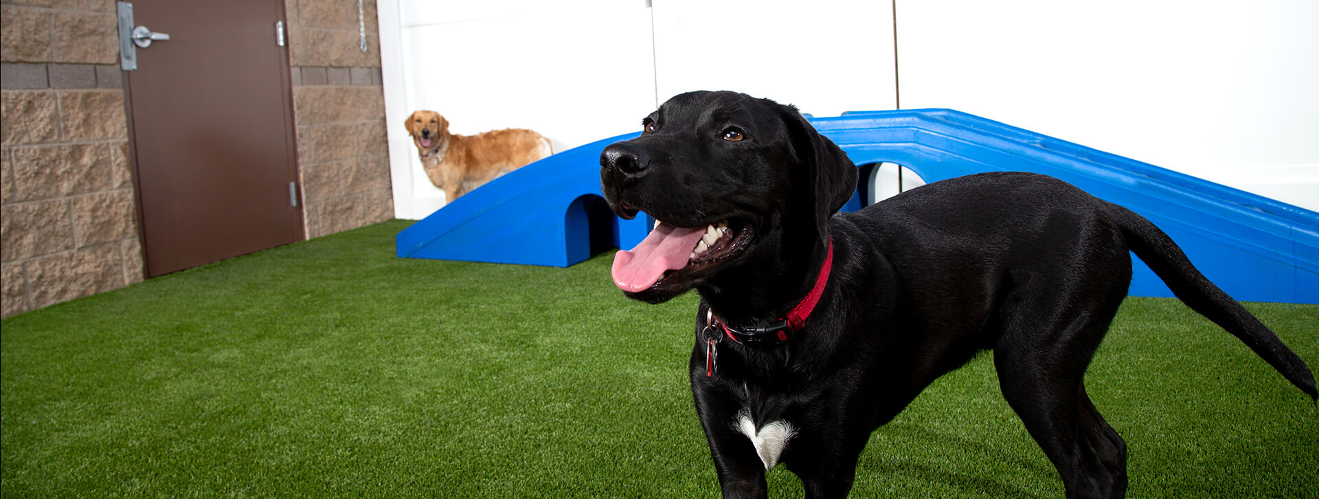 Reno South | Dog Services